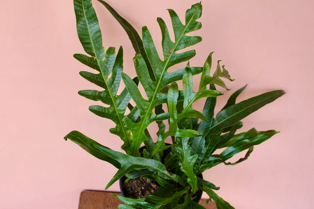 Plants – Page 5 – Solabee Flowers & Botanicals