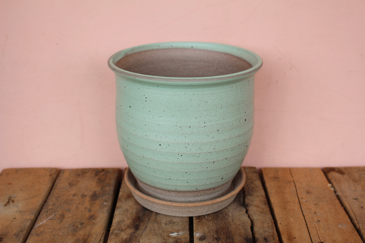 Stephen Moellering Mint – Solabee Flowers & Botanicals