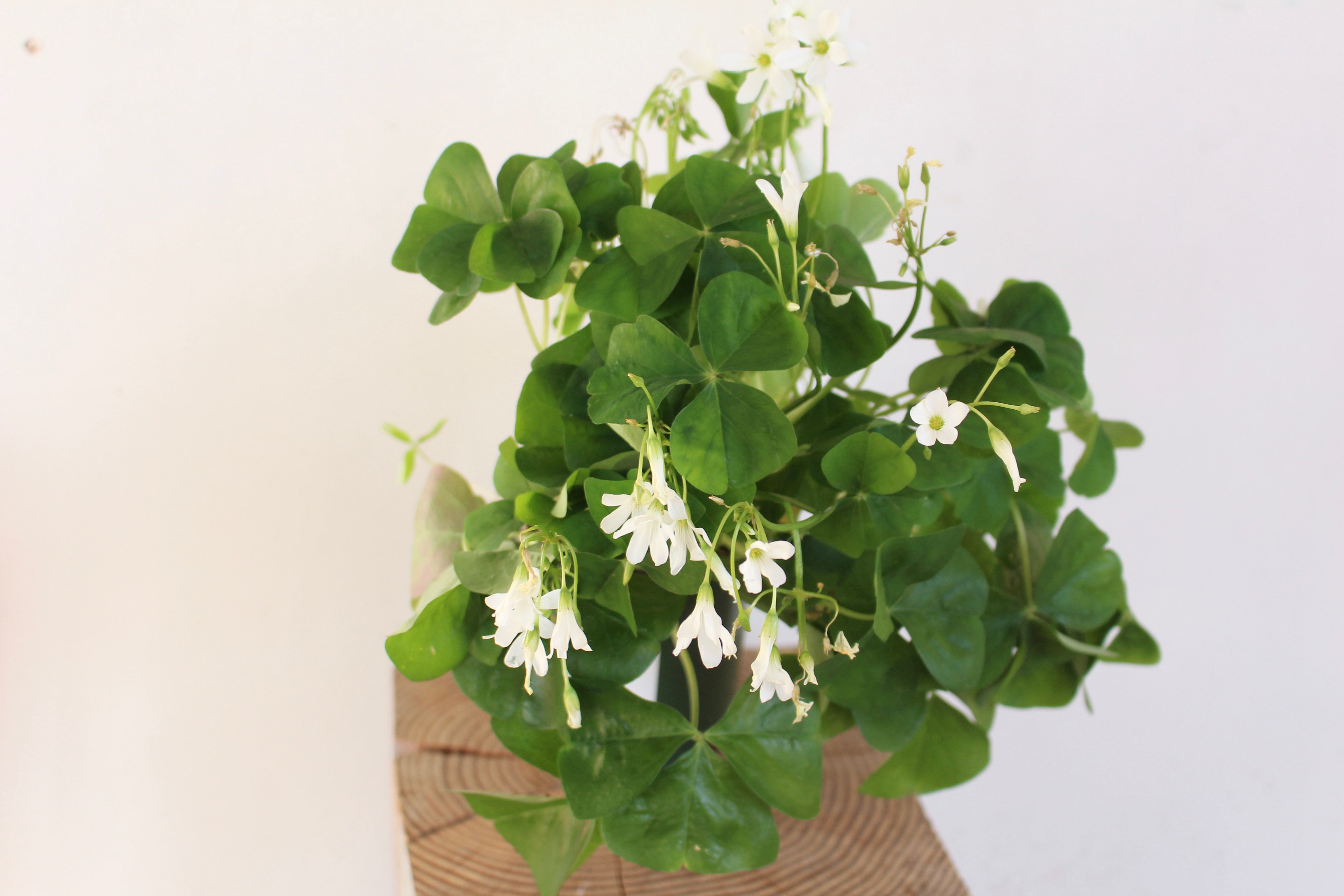 Oxalis triangularis Green – Solabee Flowers & Botanicals