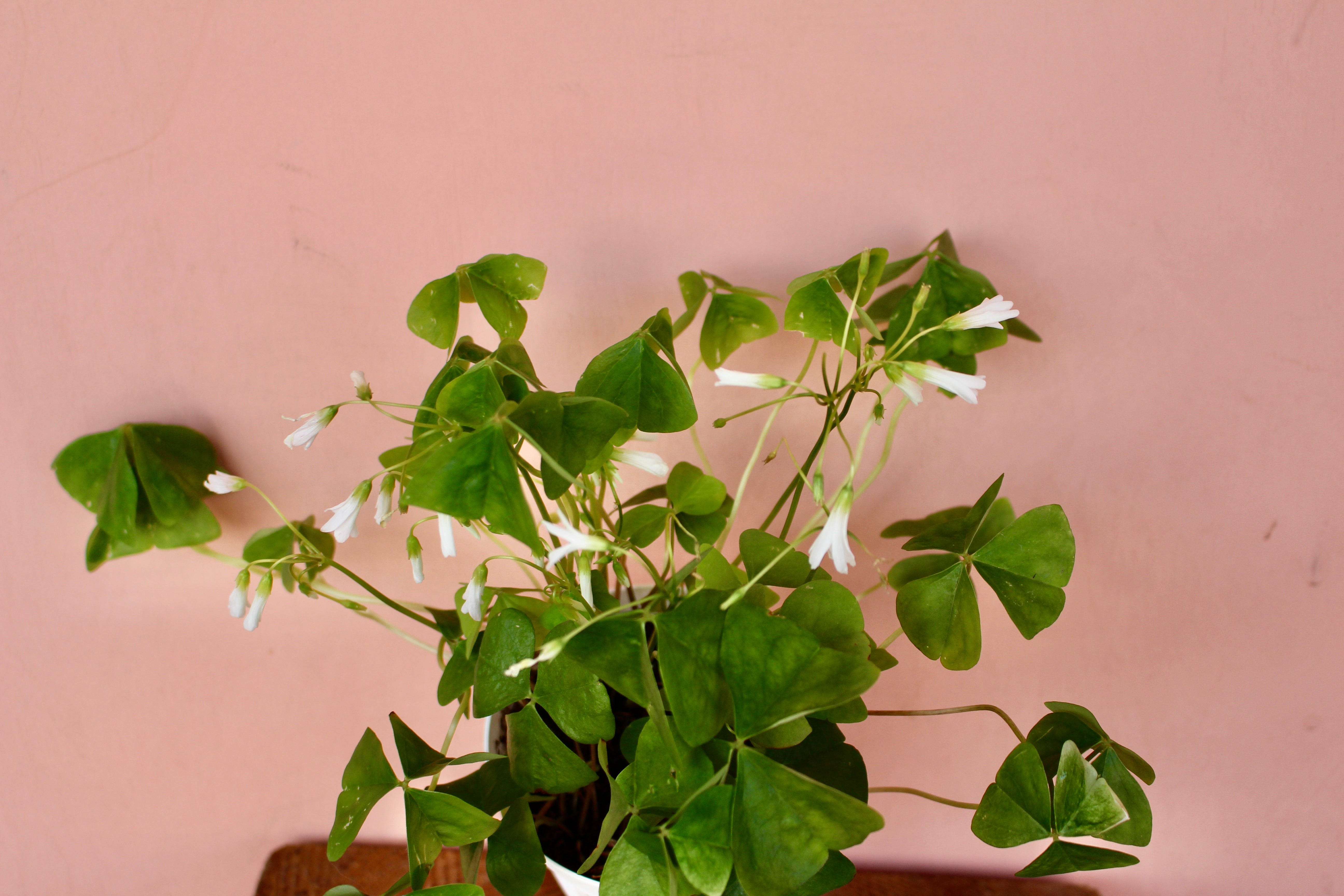 Oxalis triangularis Green – Solabee Flowers & Botanicals